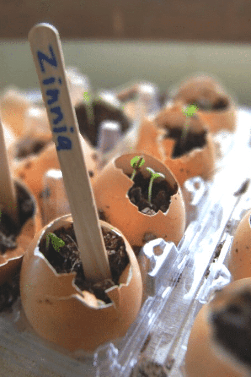 Starting Seeds Indoors Using Egg Shells - Our Happy Backyard Farm