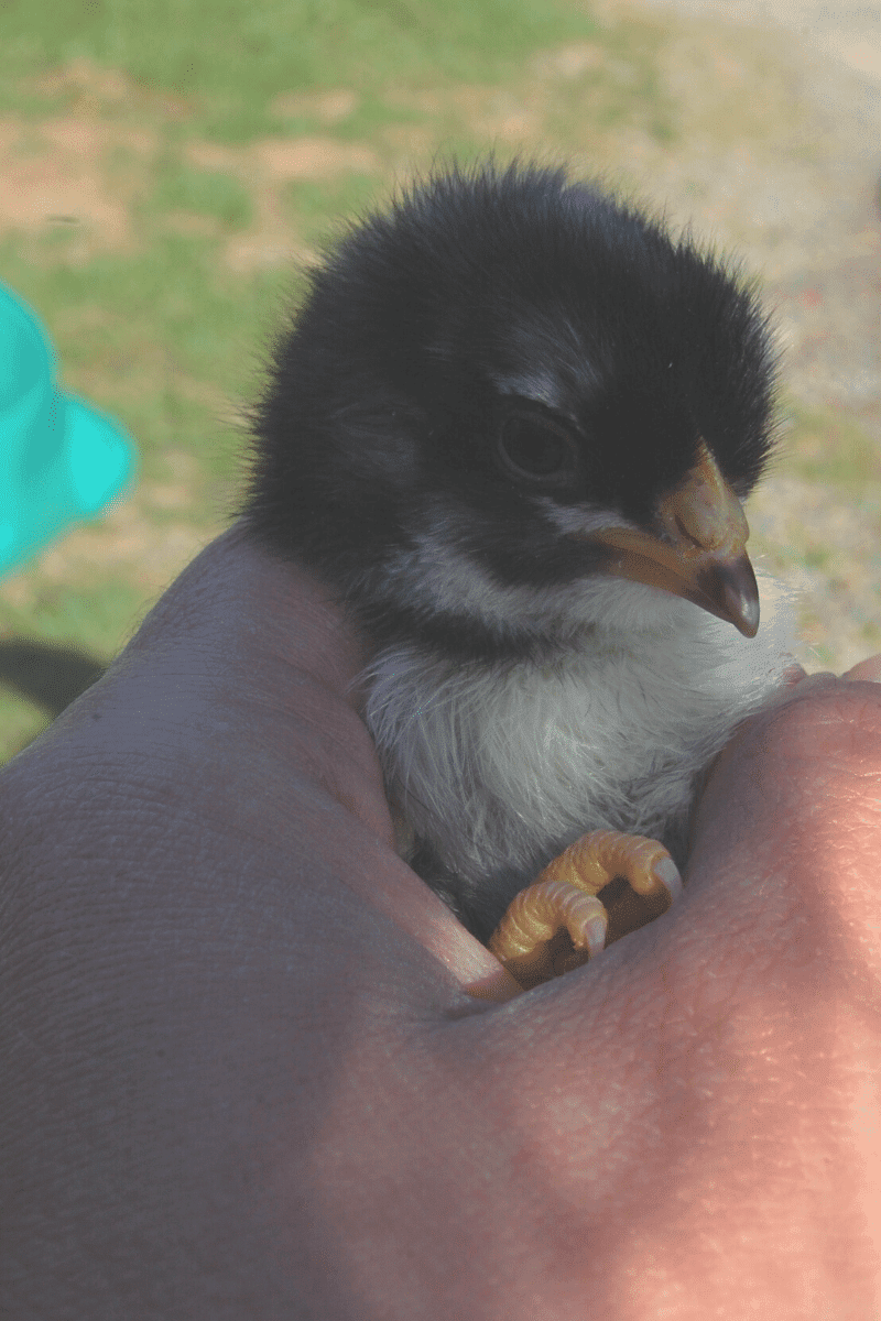 What is Pasty Butt? And How to Treat It - Our Happy Backyard Farm