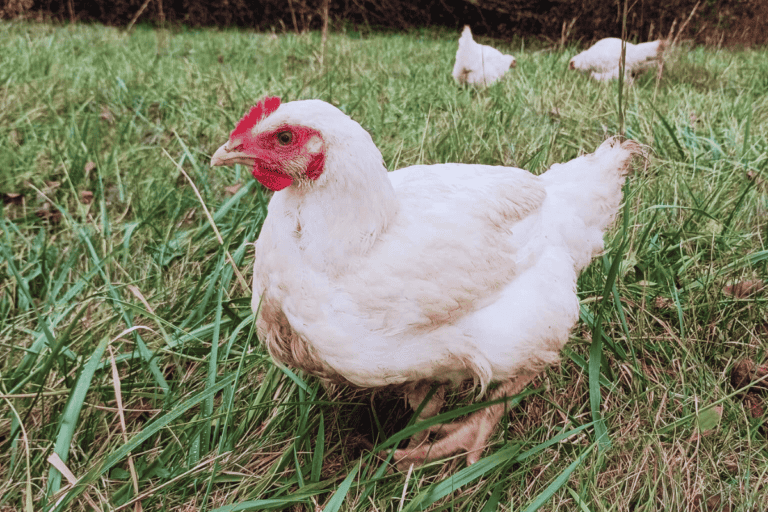 Chicken Processing - Everything You Need To Know - Our Happy Backyard Farm