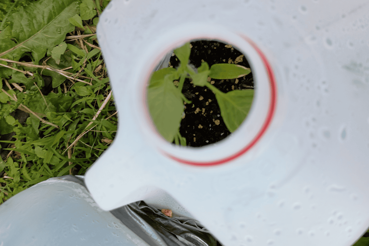 Milk Jug Greenhouse - A How To Guide - Our Happy Backyard Farm